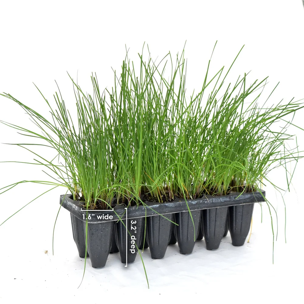 Culver's Root (Veronicastrum virginicum) 3-pack of pots — Blazing Star ...