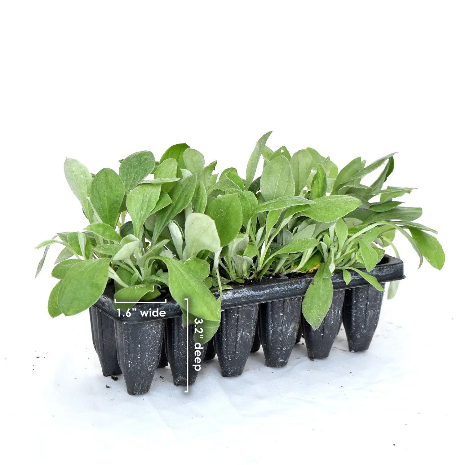 Prairie Blazing Star (Liatris pycnostachya) 12-pack of plugs — Blazing ...