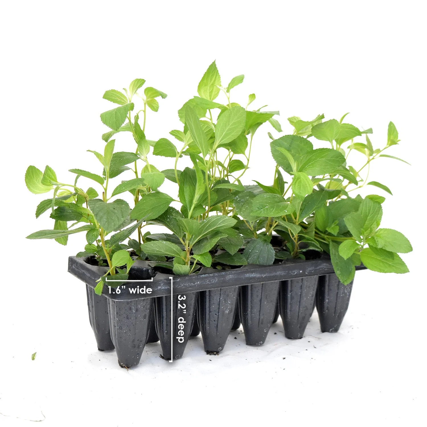 Purple Prairie Clover (Dalea purpurea) 3-pack of pots — Blazing Star ...