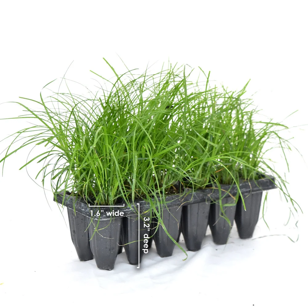 Palm Sedge (Carex muskingumensis) 12-pack of plugs — Blazing Star Gardens