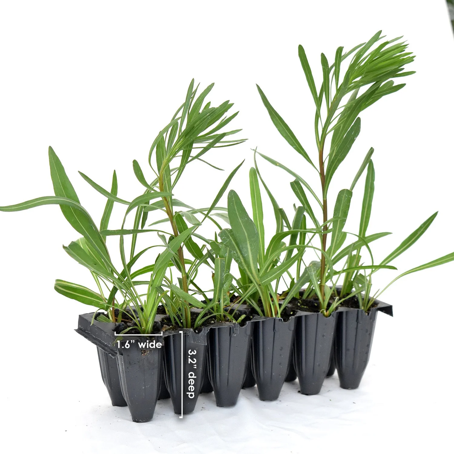 Pussytoes (Antennaria plantaginifolia) 3-pack of pots — Blazing Star ...