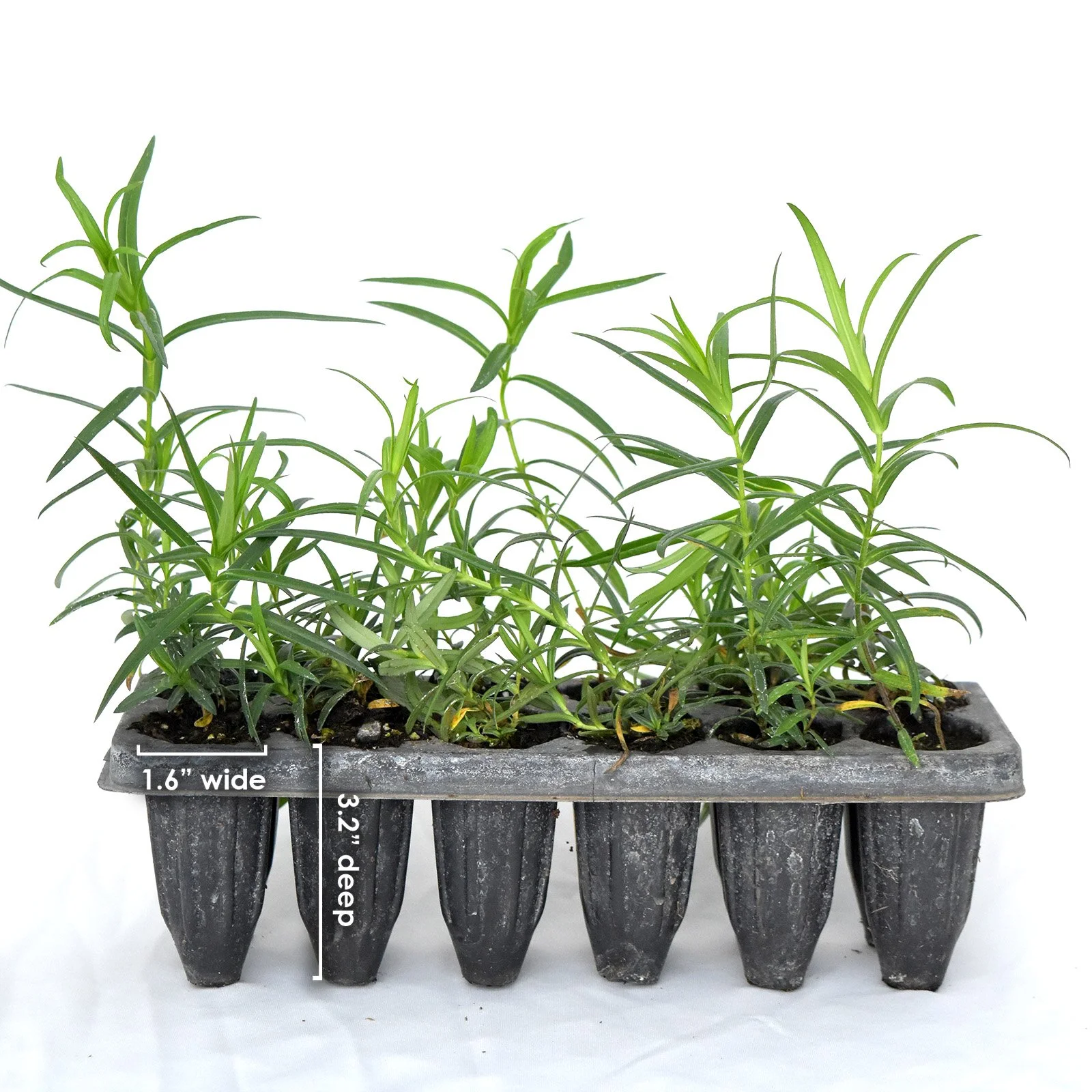 Prairie Onion (Allium stellatum) 12-pack of plugs — Blazing Star Gardens
