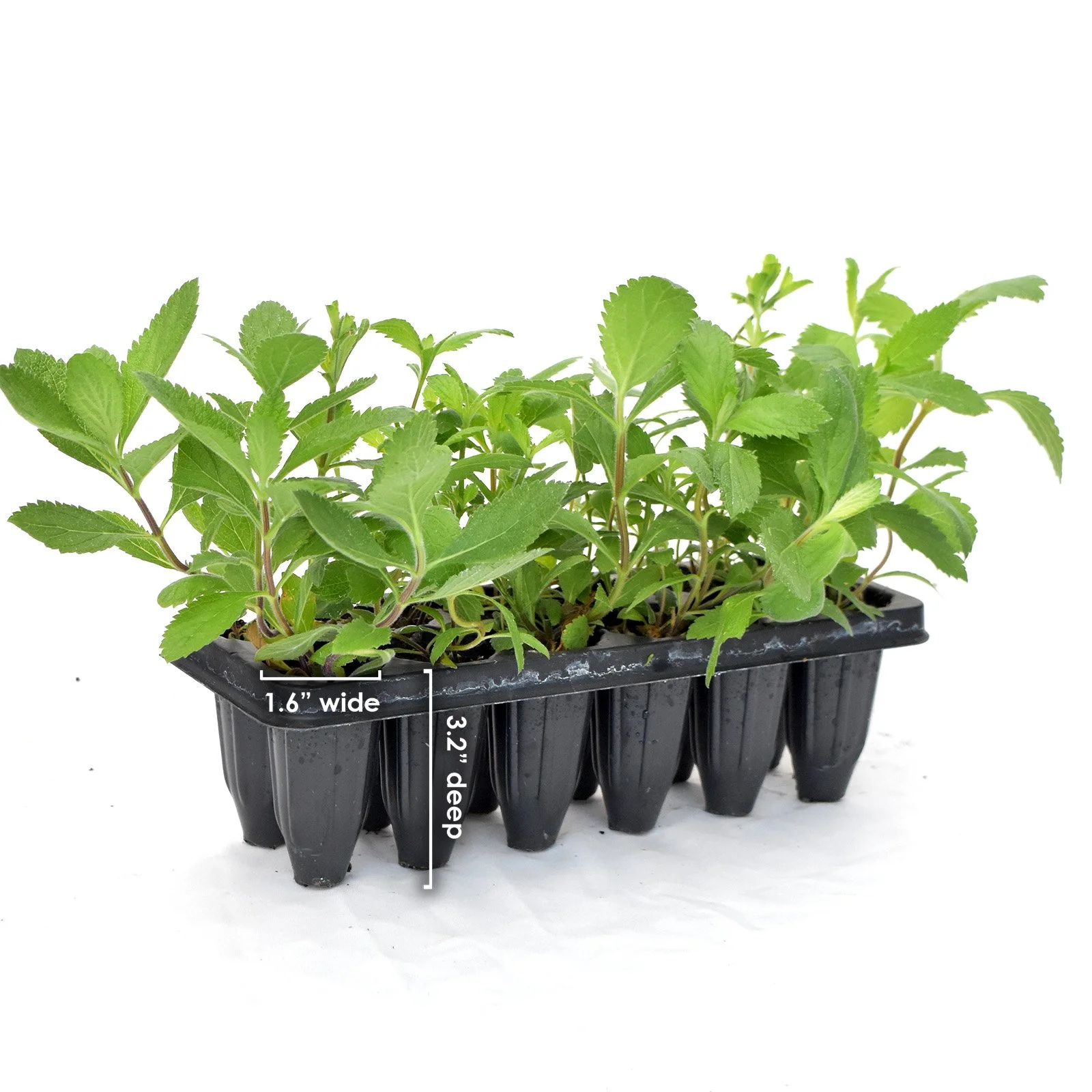 Narrow-leaved Coneflower (Echinacea angustifolia) 12-pack of plugs ...