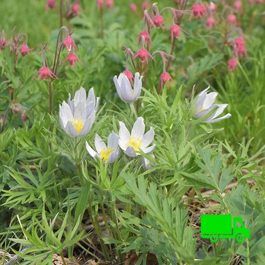Pasque Flower (Anemone patens) 3-pack of pots — Blazing Star Gardens
