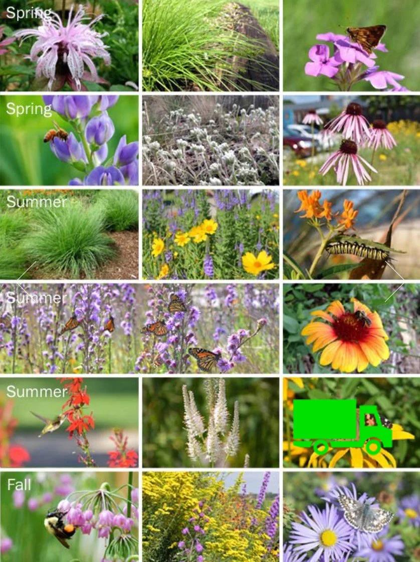 Tall and Shady Pollinator Garden Kit - 72 plants — Blazing Star Gardens