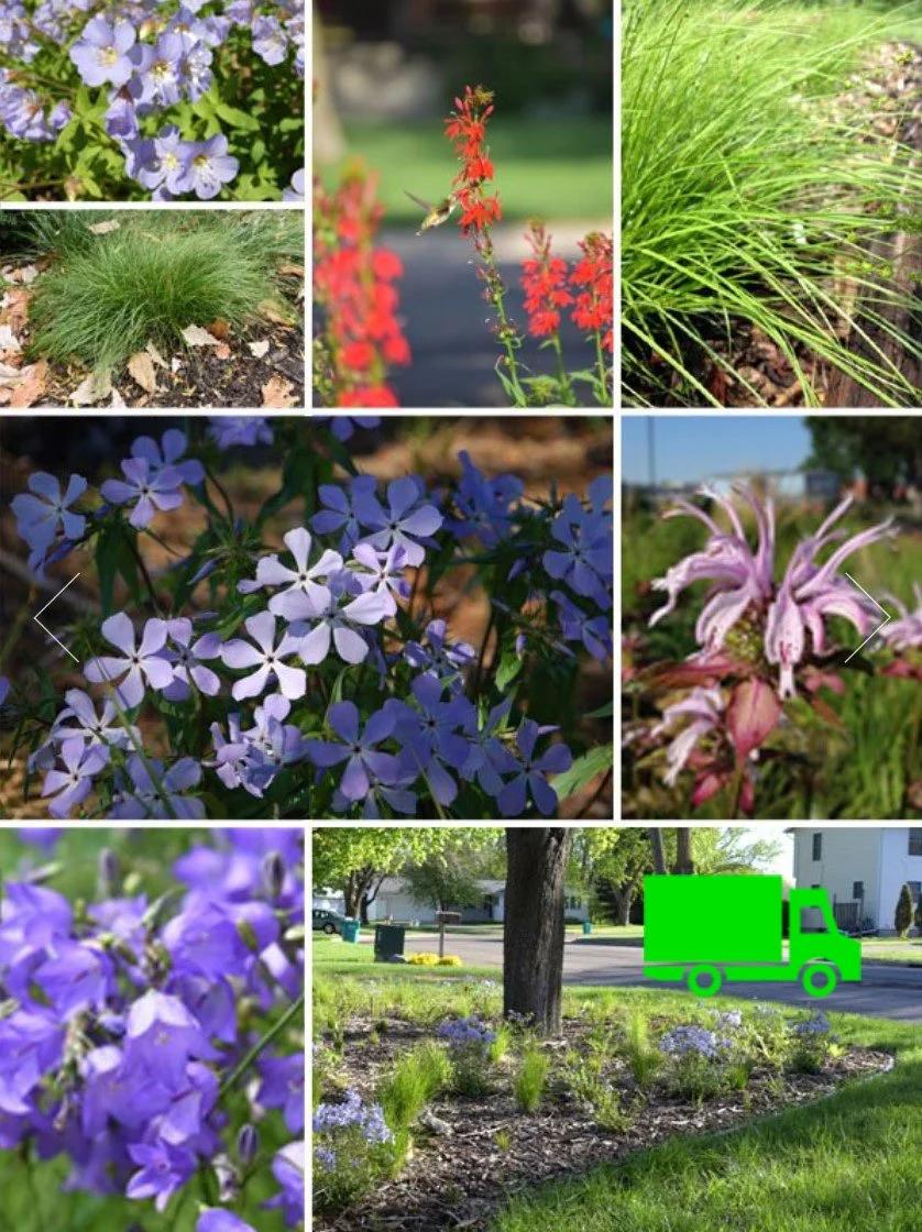 Rain Garden Kit - Sun - 72 plants — Blazing Star Gardens