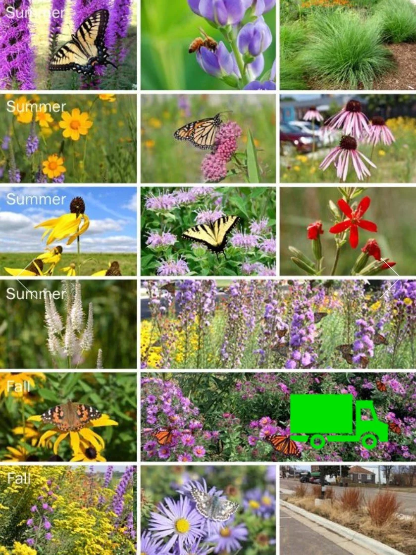 Tall and Sunny Pollinator Garden Kit - 72 plants — Blazing Star Gardens
