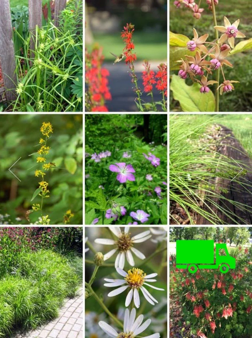 Tall and Shady Pollinator Garden Kit - 72 plants — Blazing Star Gardens