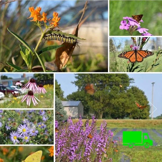 Tall and Sunny Pollinator Garden Kit - 72 plants — Blazing Star Gardens