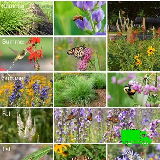 Tall and Sunny Pollinator Garden Kit - 72 plants — Blazing Star Gardens