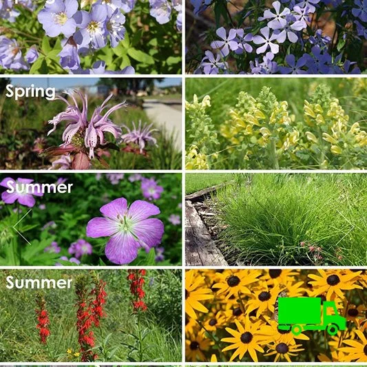 Tall and Sunny Pollinator Garden Kit - 72 plants — Blazing Star Gardens