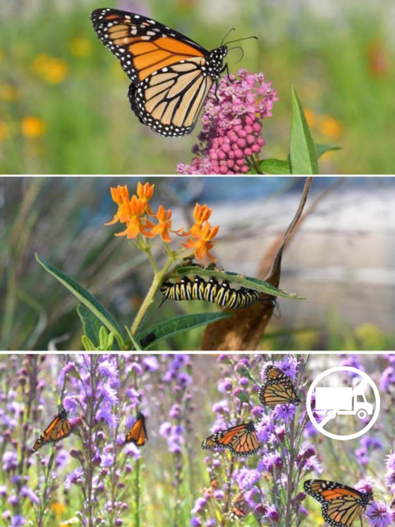 Tall and Sunny Pollinator Garden Kit - 72 plants — Blazing Star Gardens