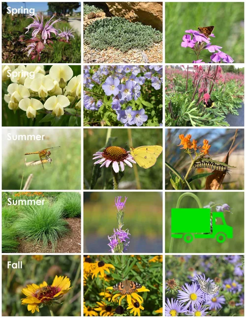 Tall and Shady Pollinator Garden Kit - 72 plants — Blazing Star Gardens