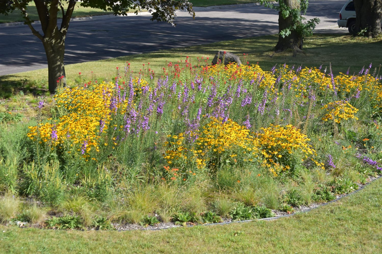 Lawns to Legumes Native Plant Grant — Blazing Star Gardens