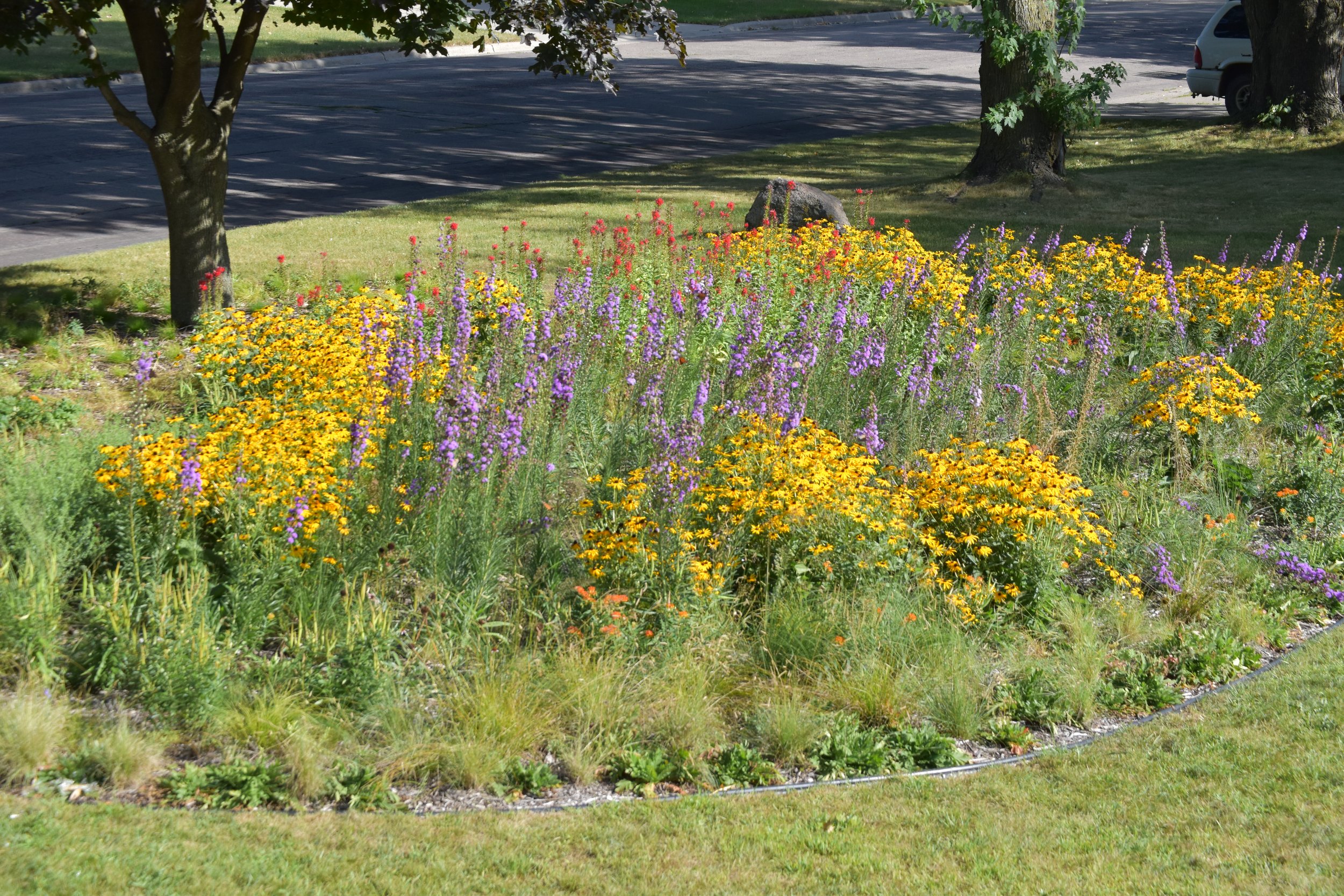 Lawns to Legumes Native Plant Grant — Blazing Star Gardens