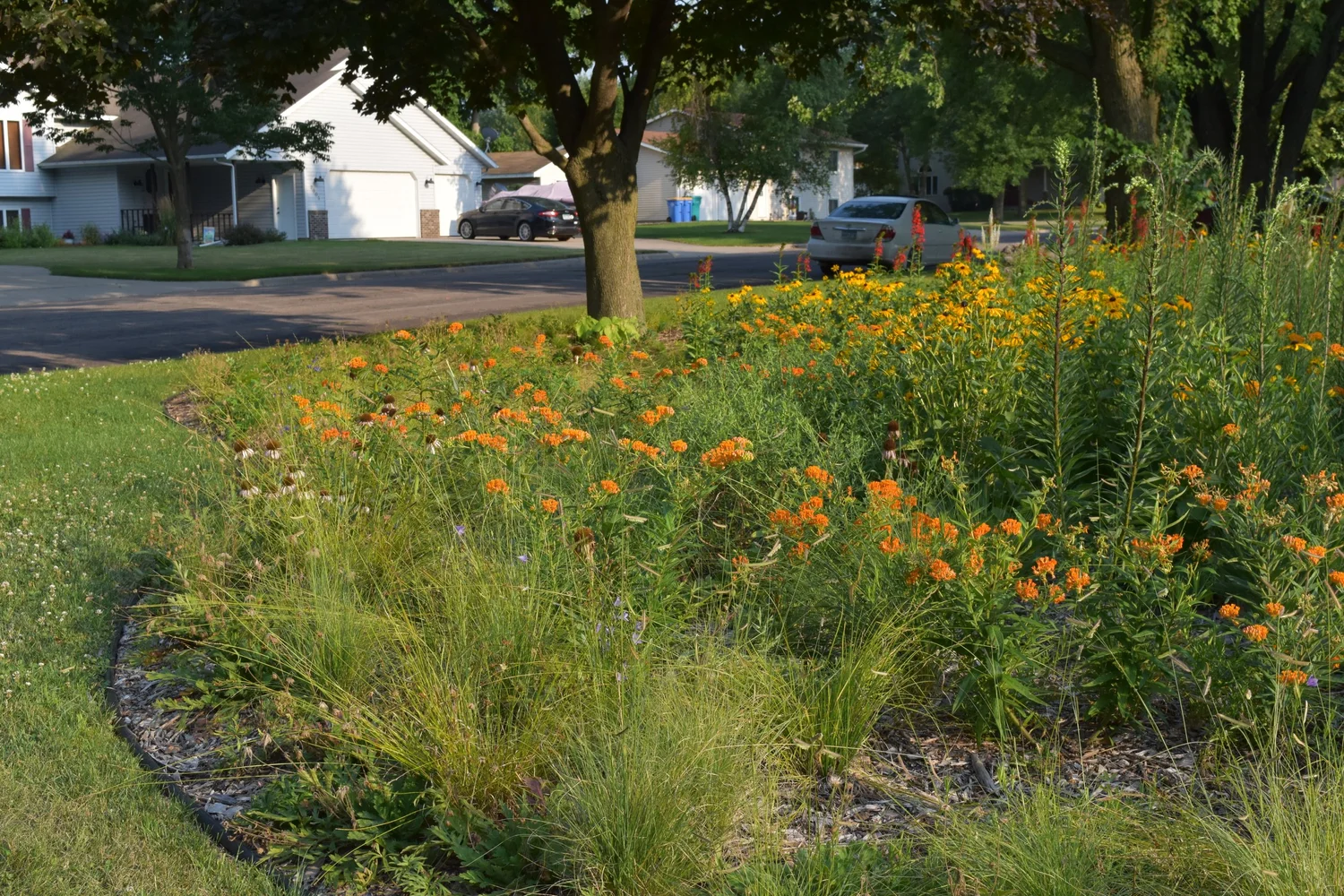 Lawns to Legumes Native Plant Grant — Blazing Star Gardens