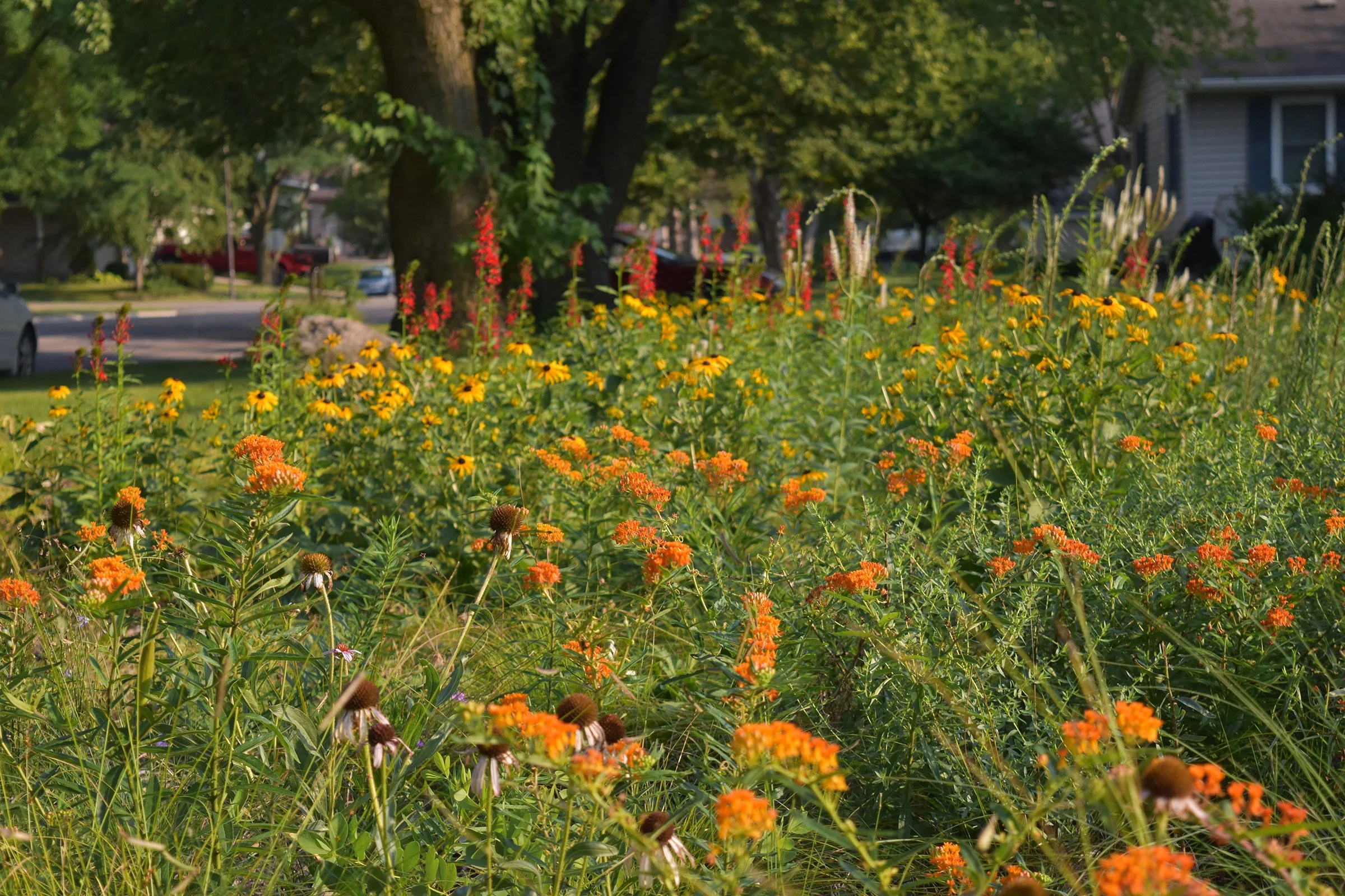 Fall Native Plant Sales — Blazing Star Gardens