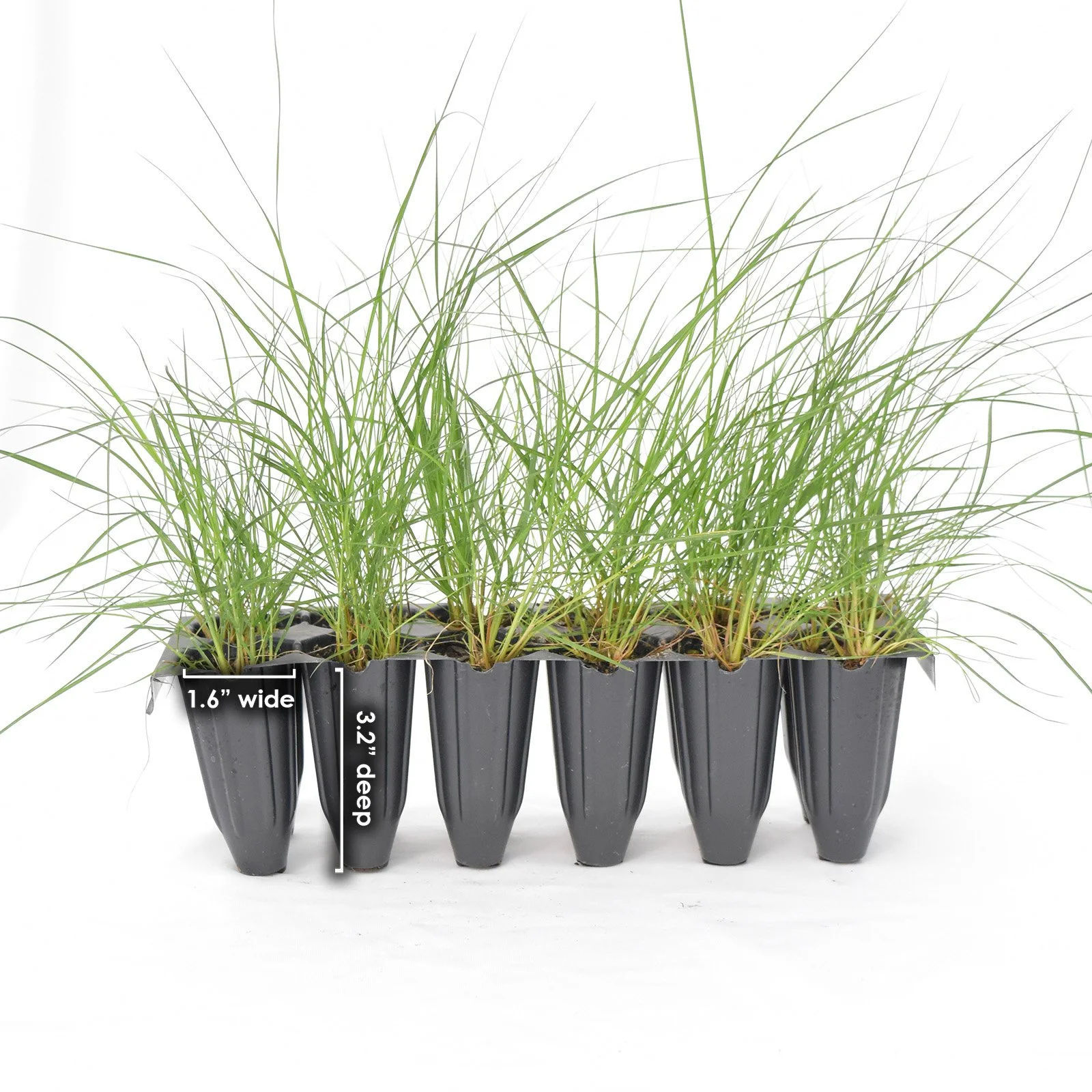 Prairie Onion (Allium stellatum) 12-pack of plugs — Blazing Star Gardens