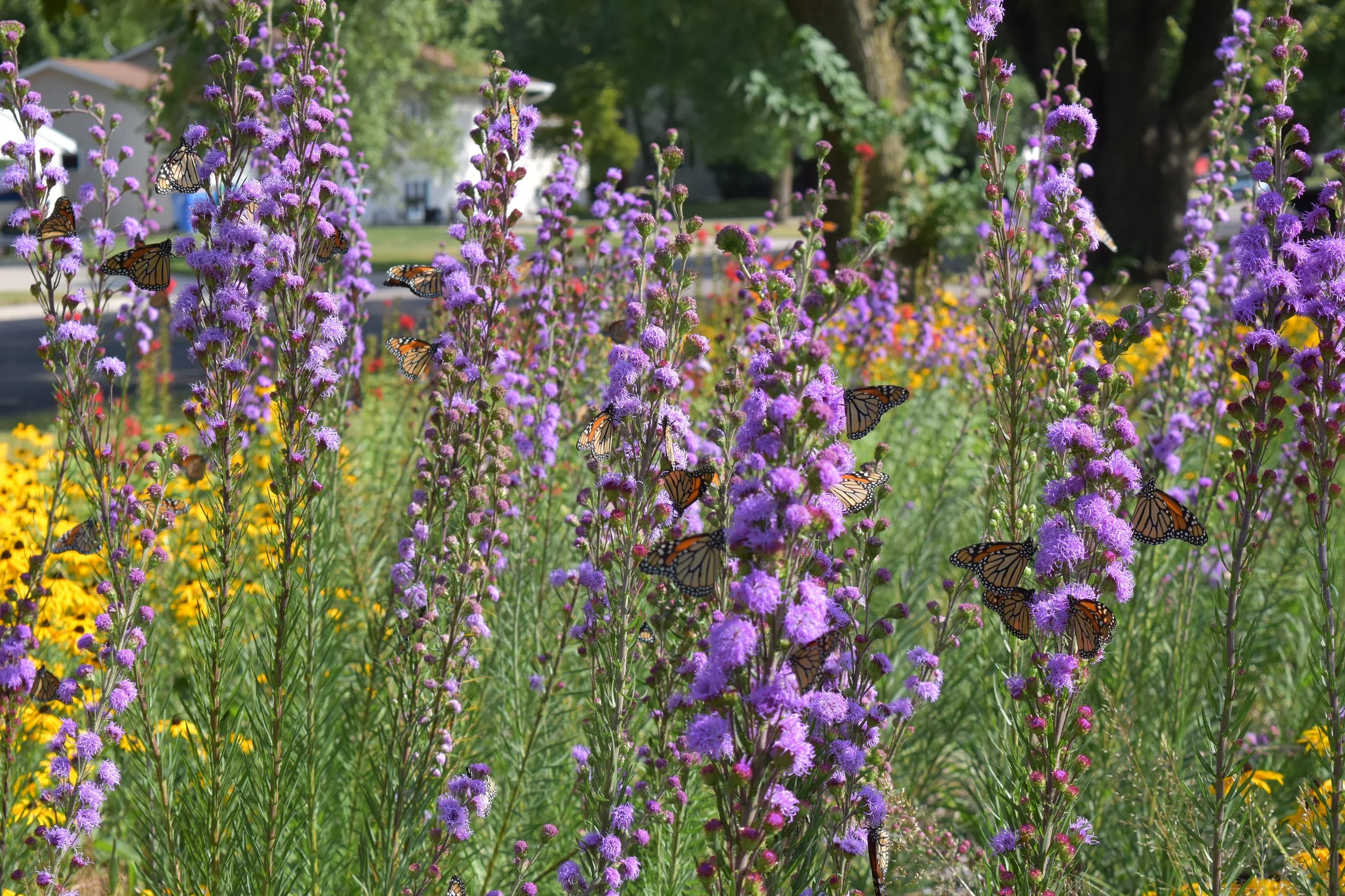 Lawns to Legumes Native Plant Grant — Blazing Star Gardens