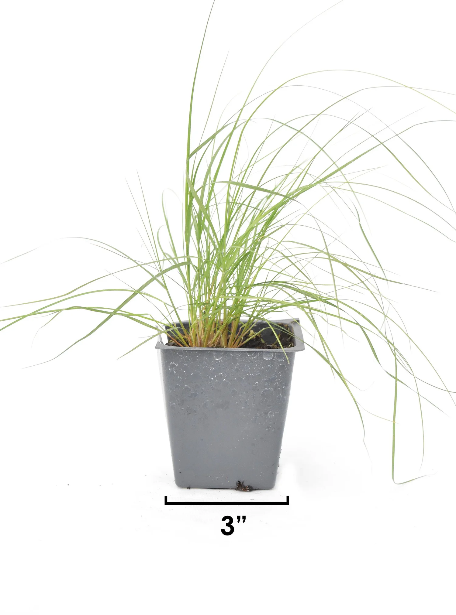 Prairie/Wood Lily (Lilium philadelphicum) 3-pack of pots — Blazing Star ...