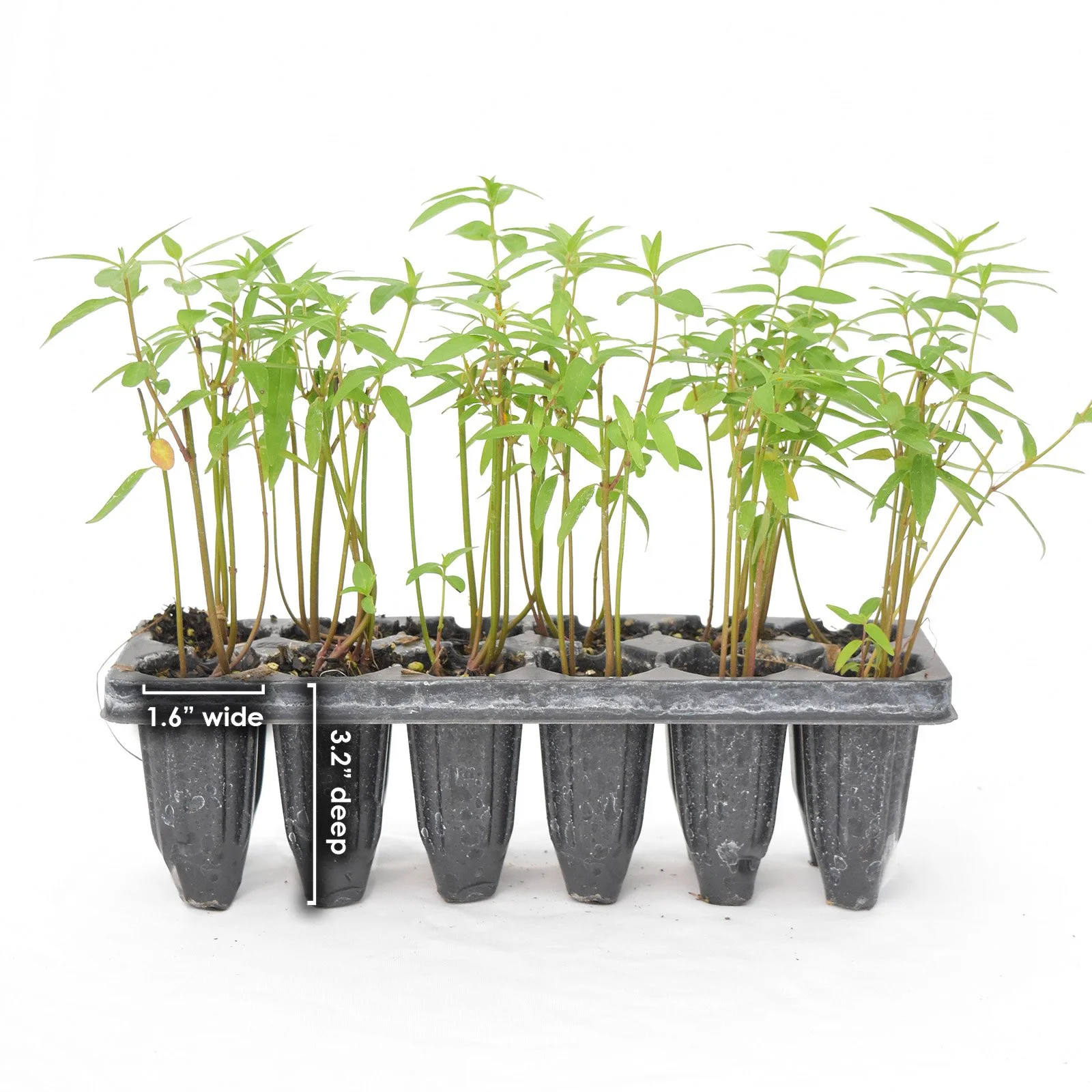 New Jersey Tea (Ceanothus americanus) 12-pack of plugs — Blazing Star ...