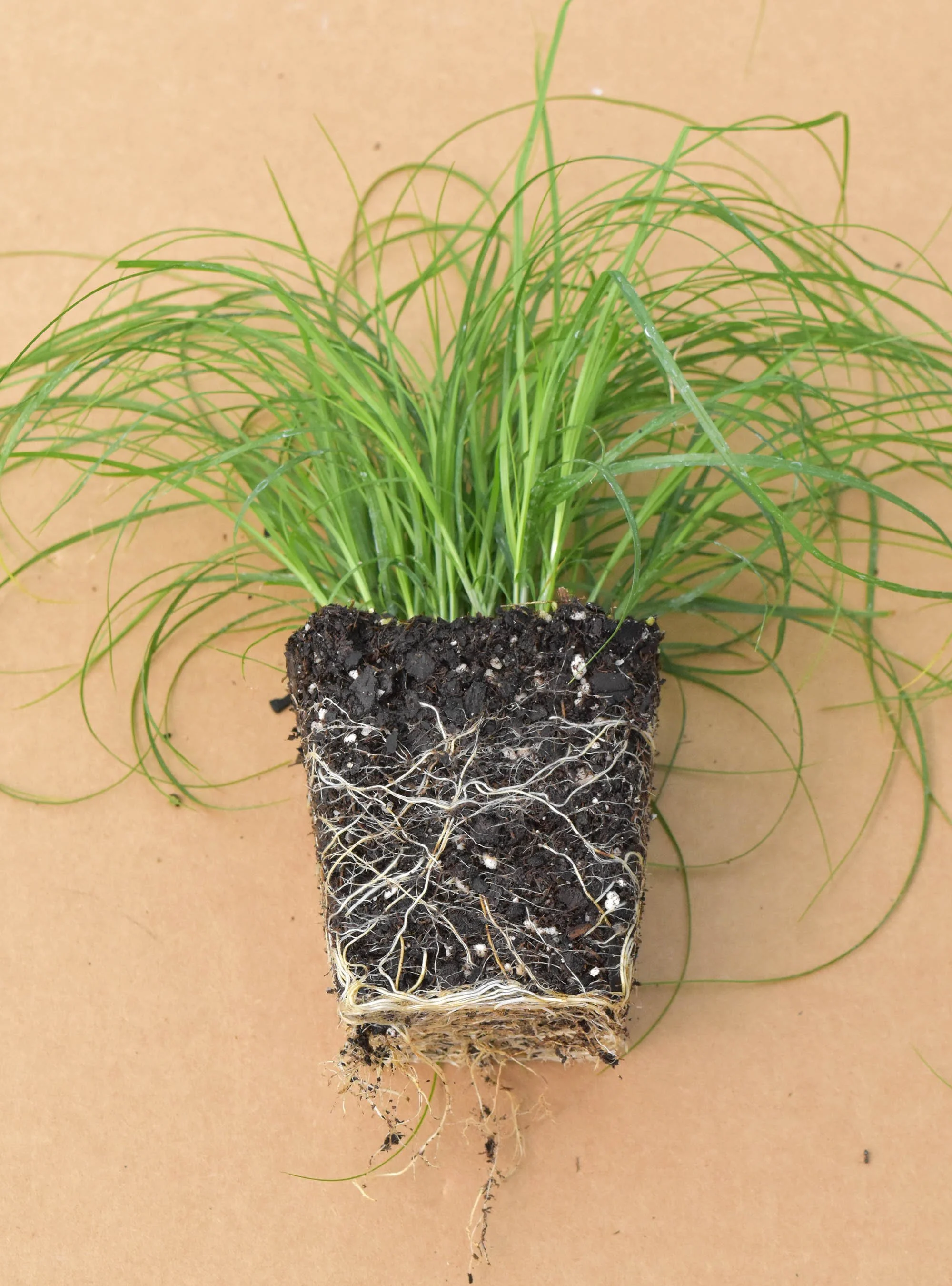 Prairie Dropseed (Sporobolus heterolepis) 3-pack of pots — Blazing Star ...