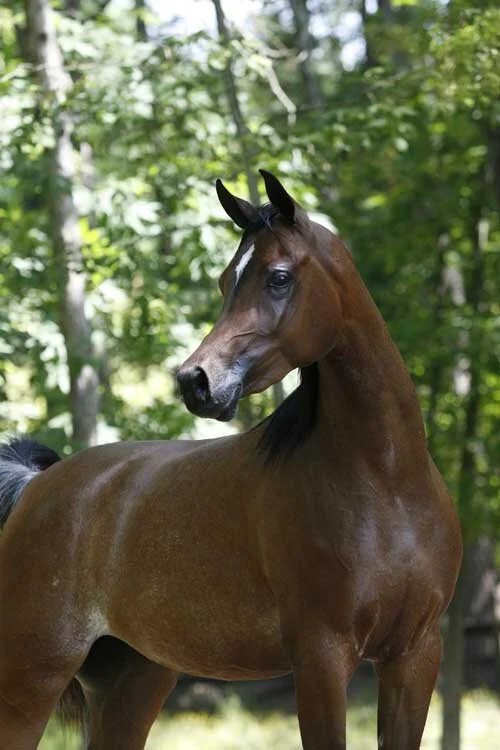 Bay Egyptian Arabian