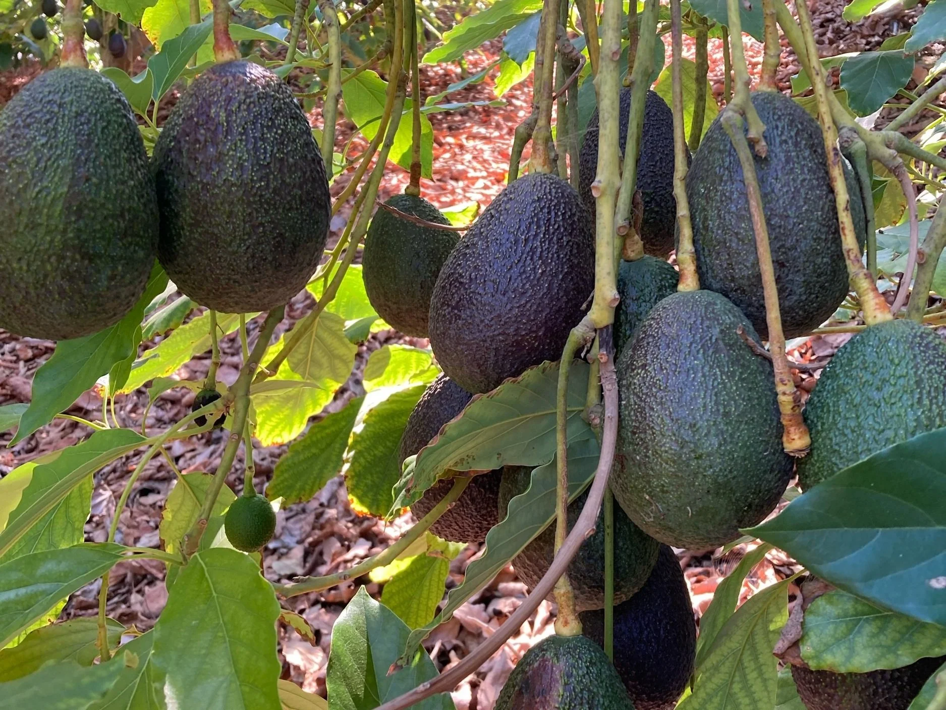 Brokaw Ranch Company | Shop fruit and avocado boxes online, responsibly ...