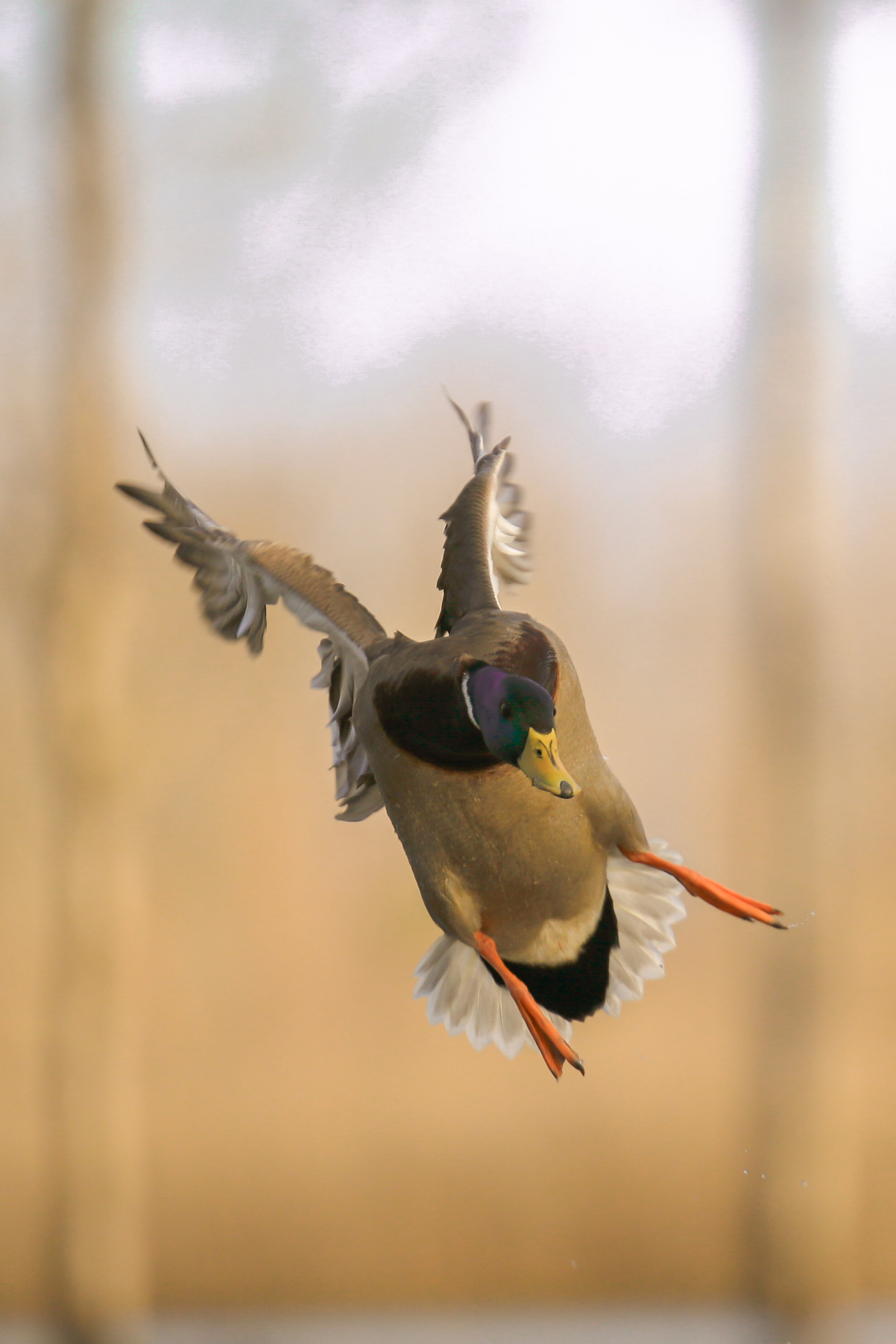 North Delta Ducks | Waterfowl Hunting Outfitter