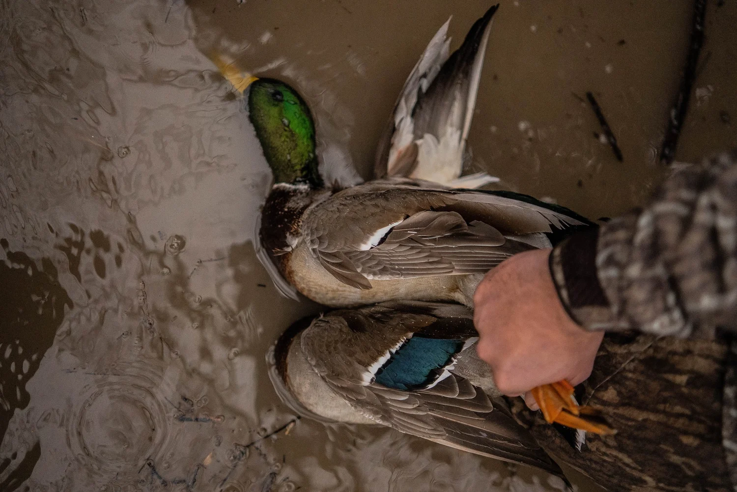 North Delta Ducks | Waterfowl Hunting Outfitter