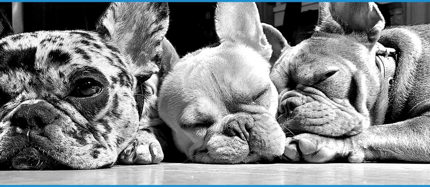 Frenchietopia