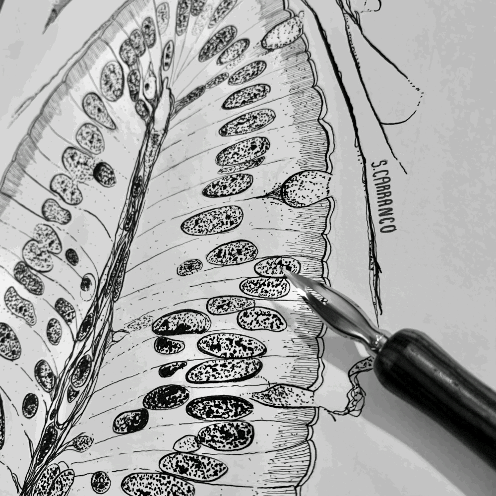 Medical Illustration: Art Challenge — Steven Carranco