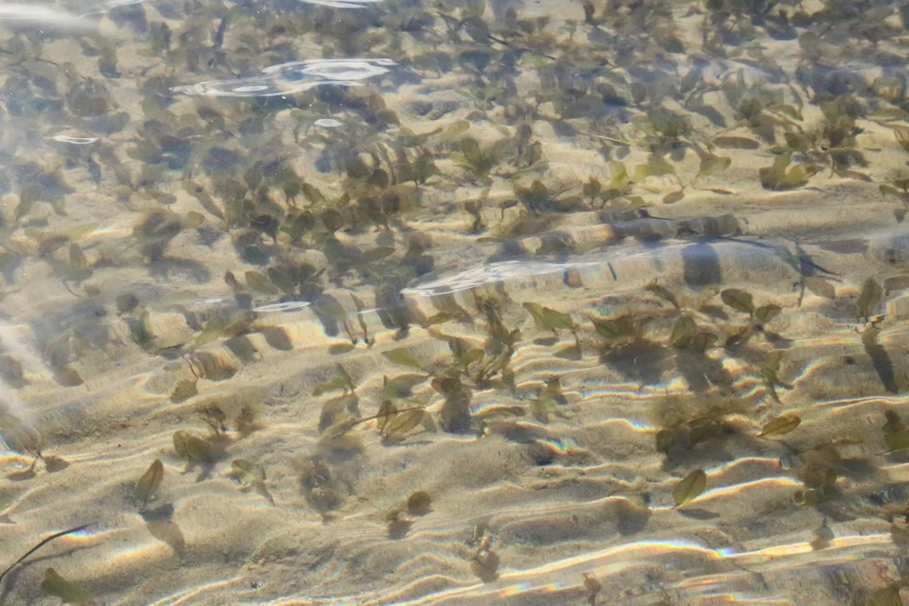 Thermal Pollution in Lake Macquarie — HCEC