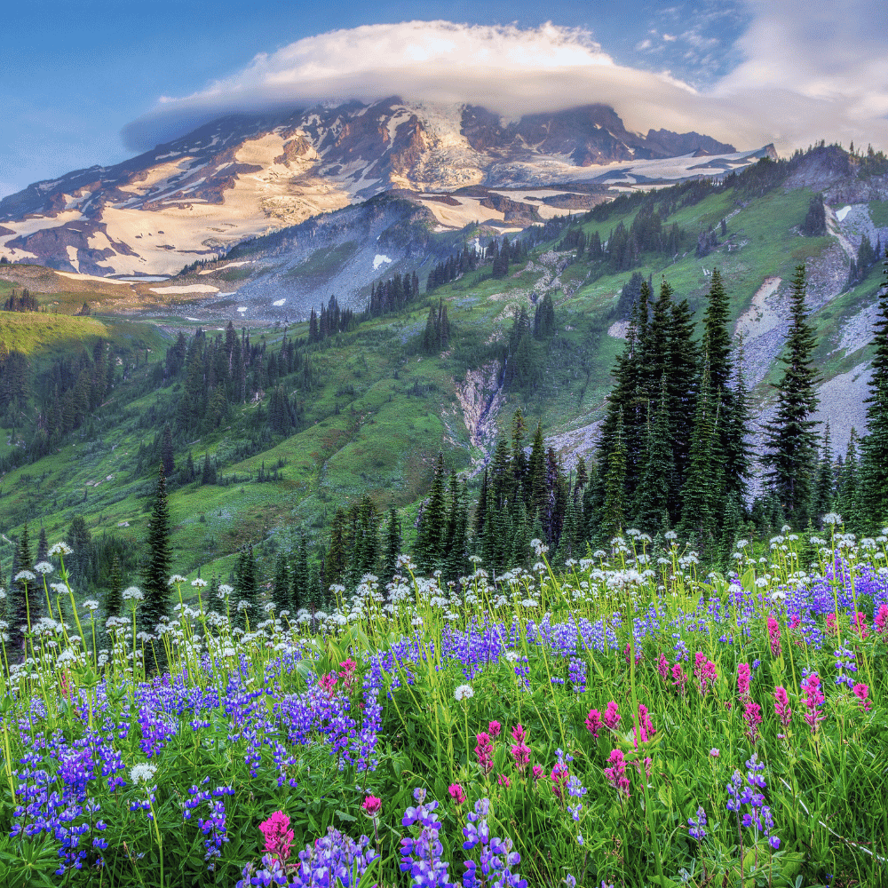 13 Best Places to See Wildflowers in the U.S. This Spring (+ Peak Bloom ...