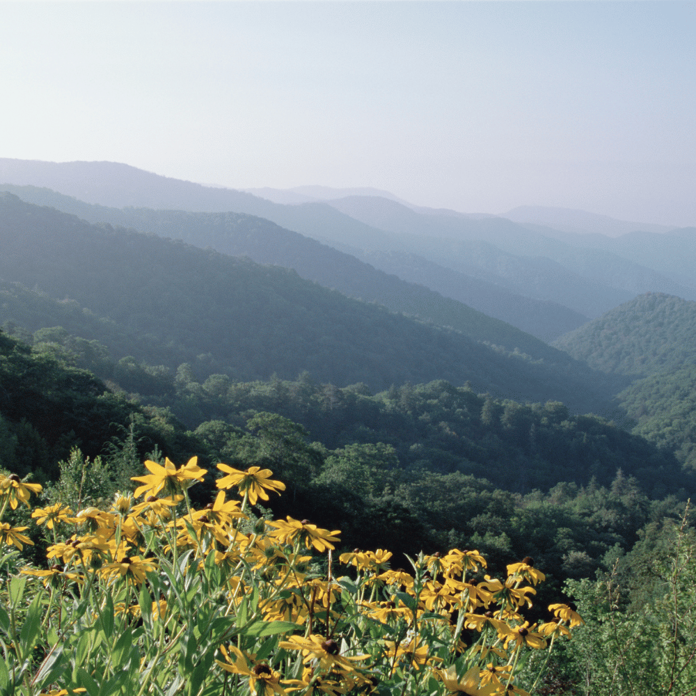 13 Best Places to See Wildflowers in the U.S. This Spring (+ Peak Bloom ...
