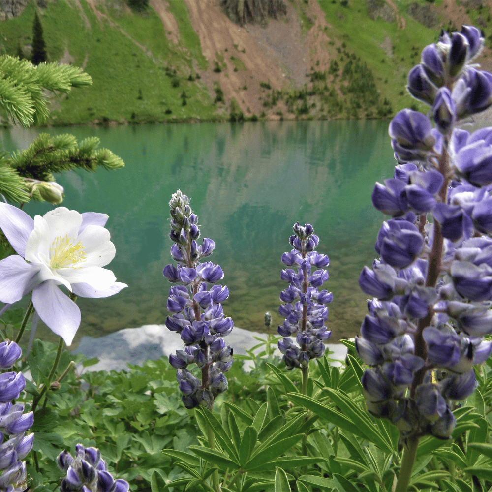 13 Best Places to See Wildflowers in the U.S. This Spring (+ Peak Bloom ...