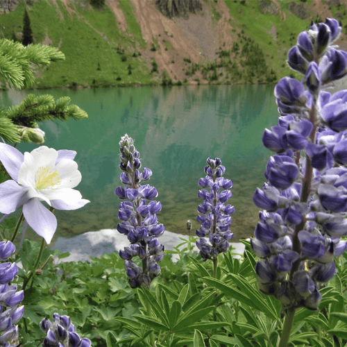 13 Best Places to See Wildflowers in the U.S. This Spring (+ Peak Bloom ...