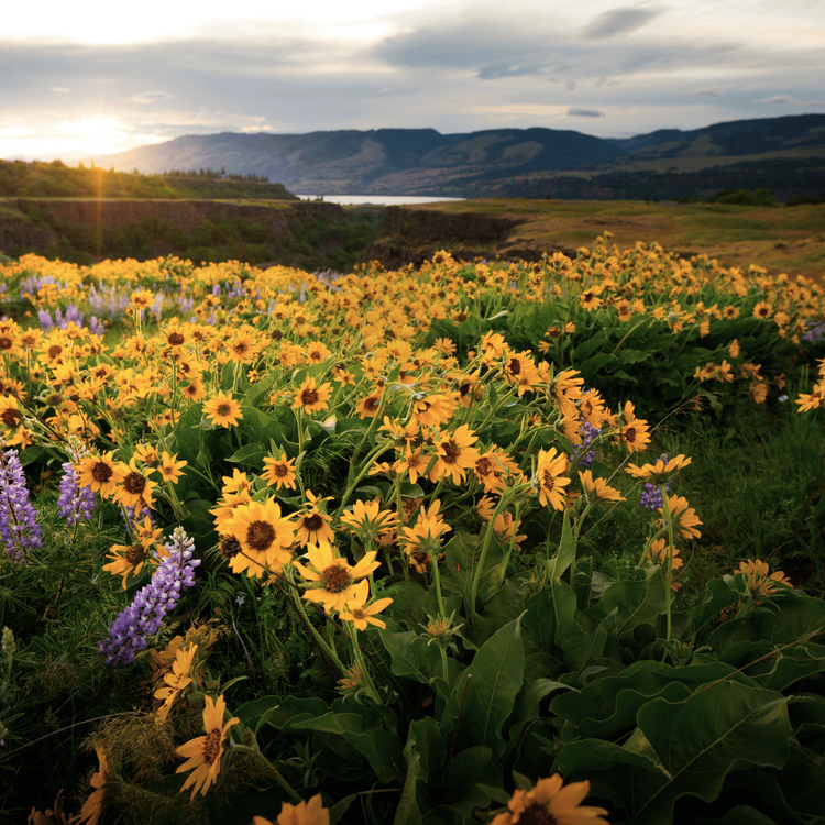 13 Best Places to See Wildflowers in the U.S. This Spring (+ Peak Bloom ...