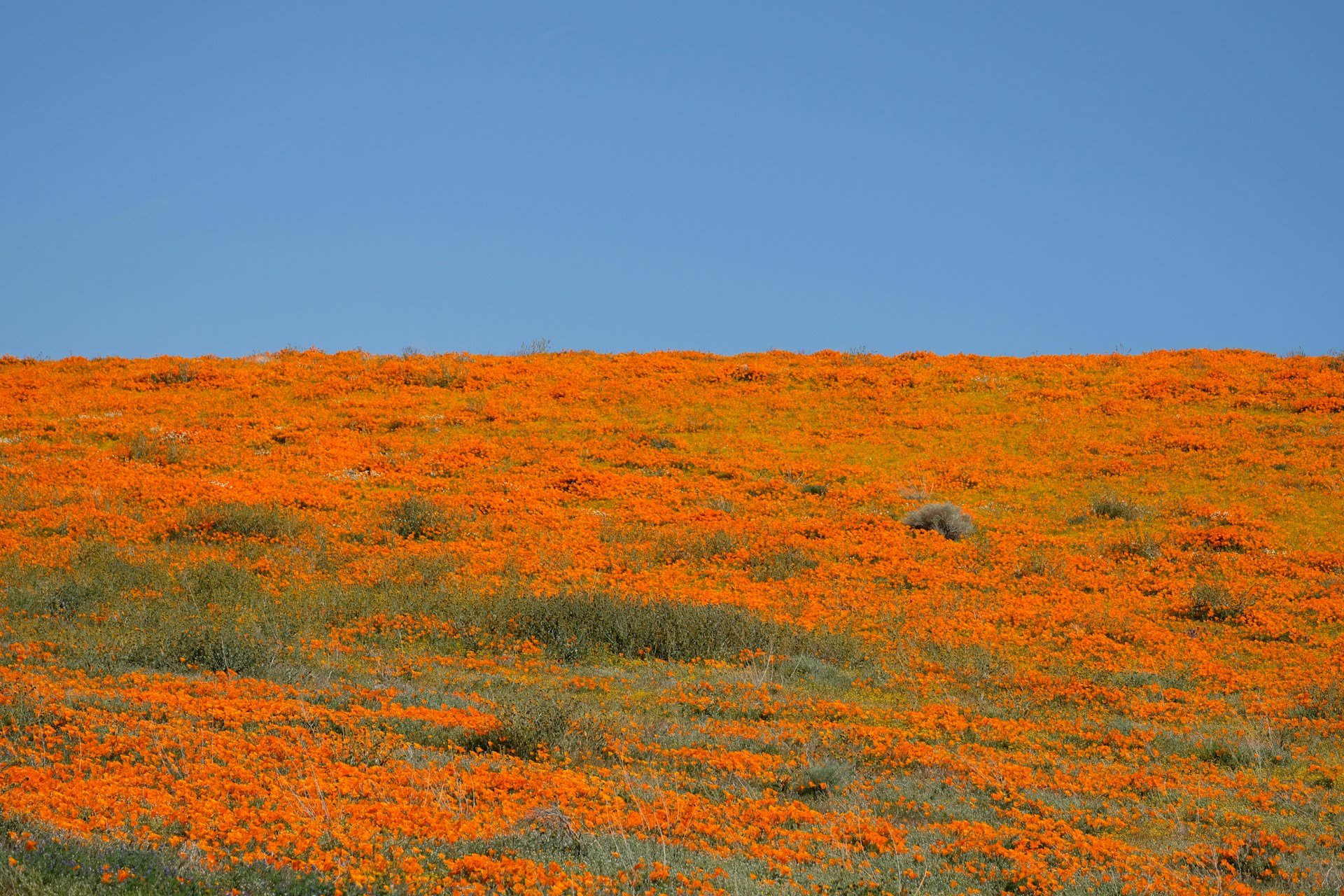 13 Best Places to See Wildflowers in the U.S. This Spring (+ Peak Bloom ...