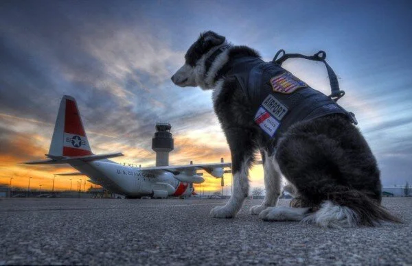 K9 "Piper" Becomes Viral Sensation — K9 Storm Inc.