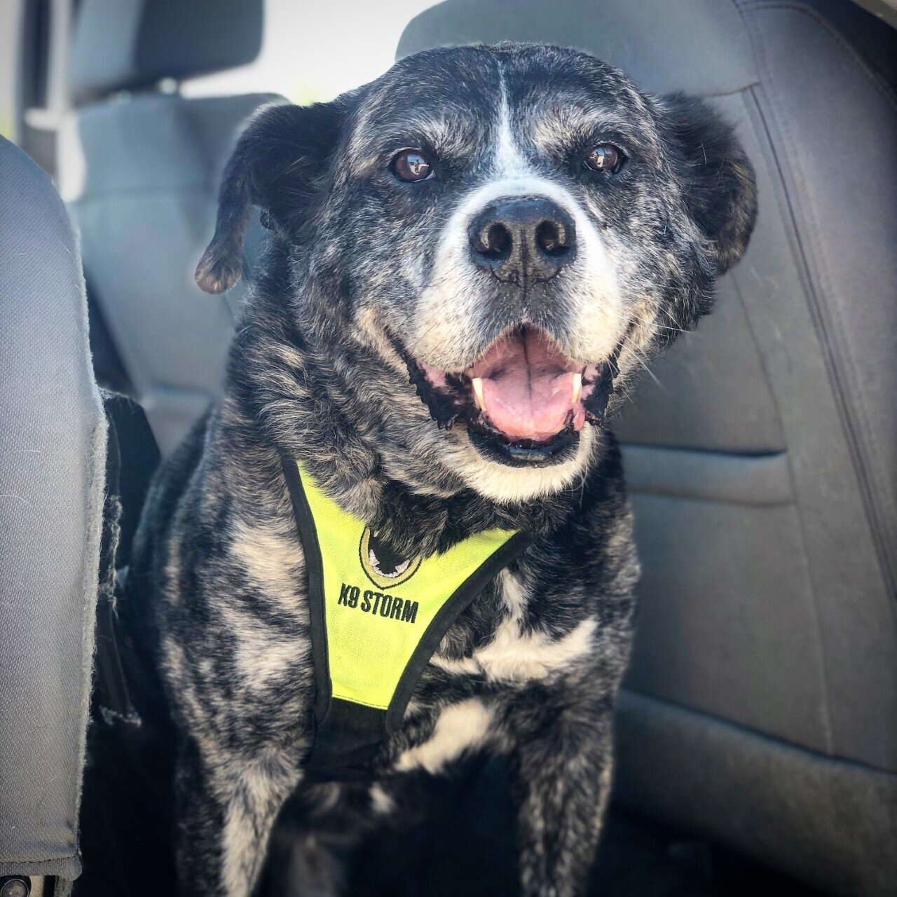A Tribute to Brewser — K9 Storm Inc.