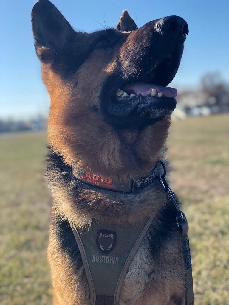 K9 Storm Blog — K9 Storm Inc.