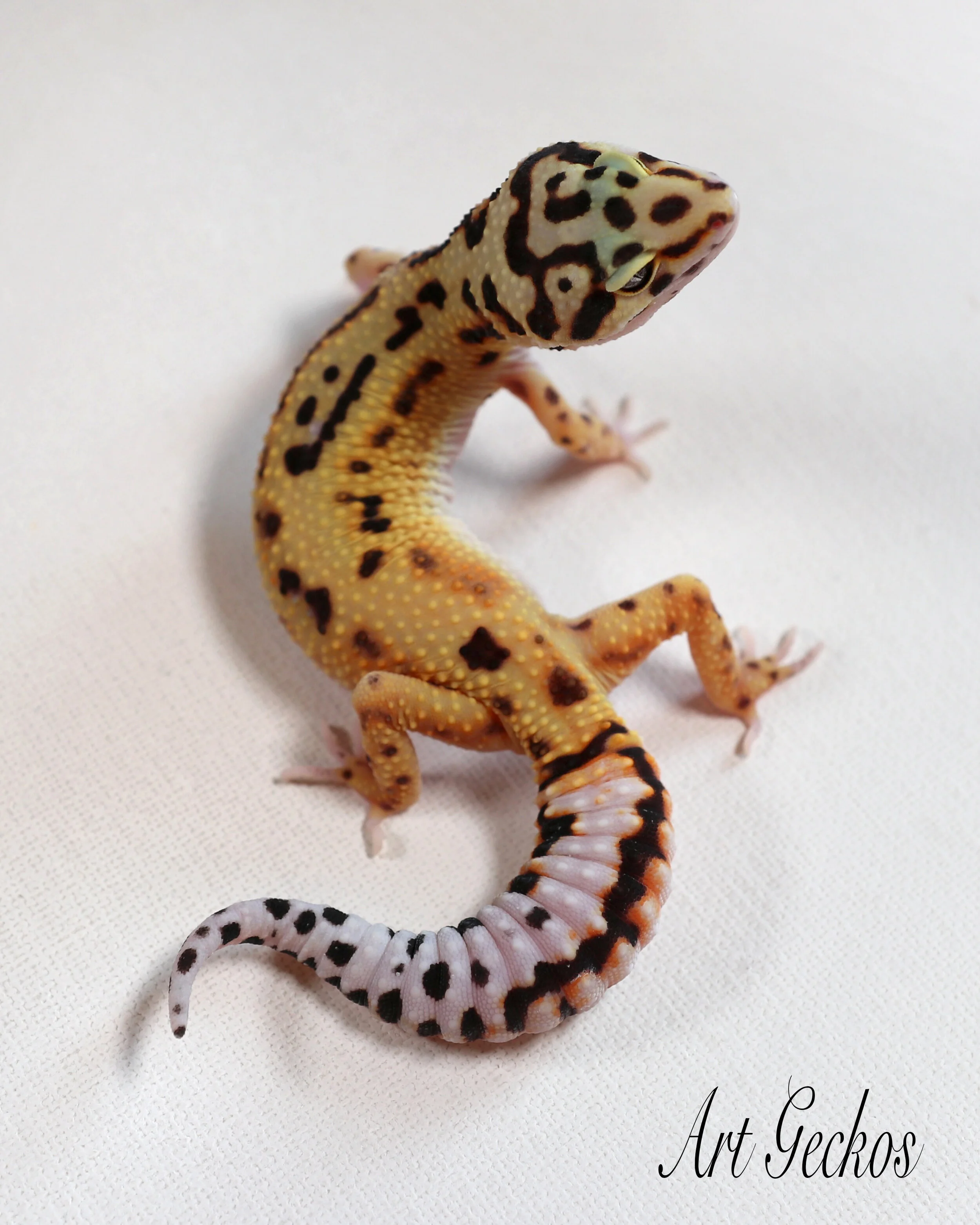 Geckos For Sale — Art Geckos
