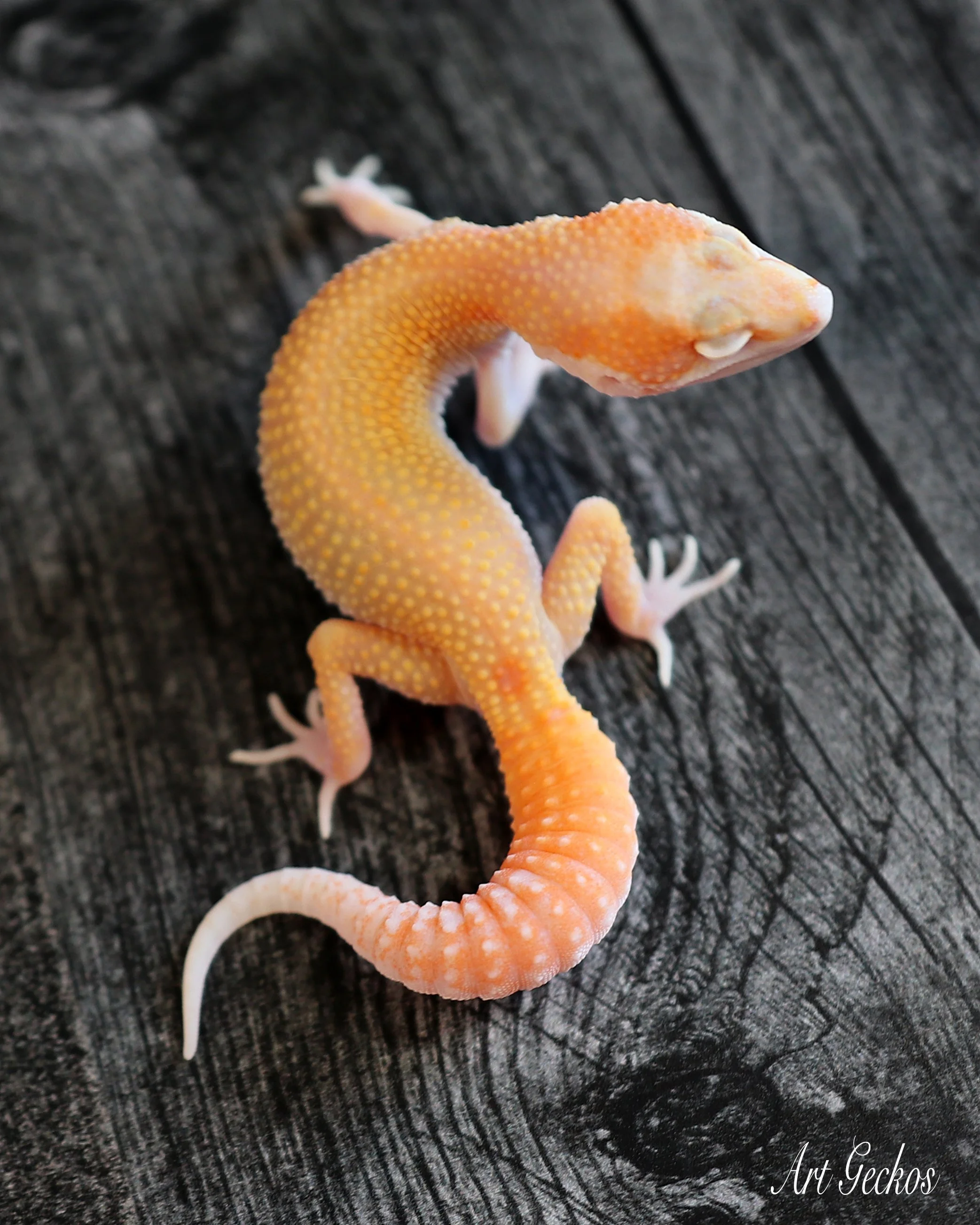 Geckos For Sale — Art Geckos