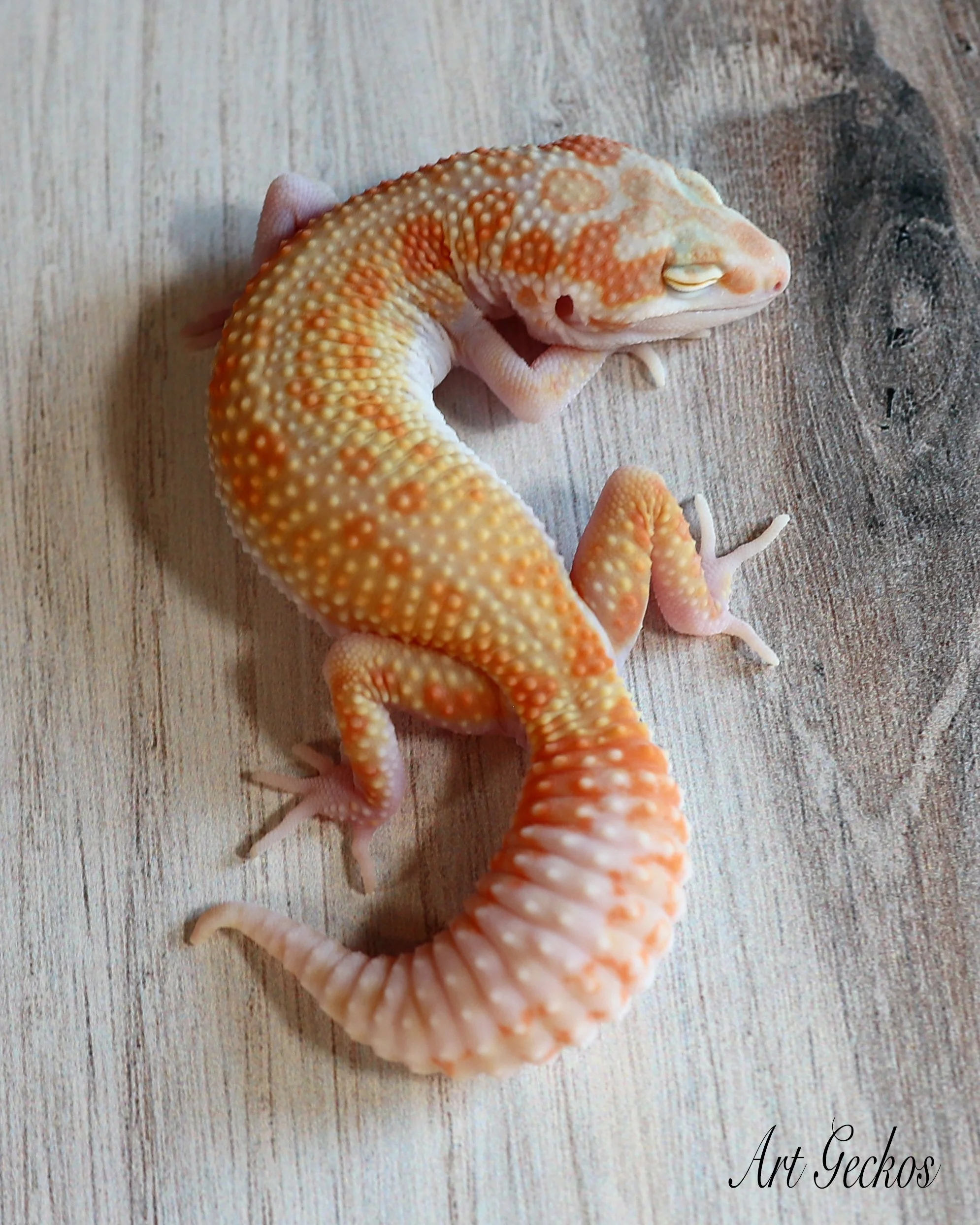Geckos For Sale — Art Geckos