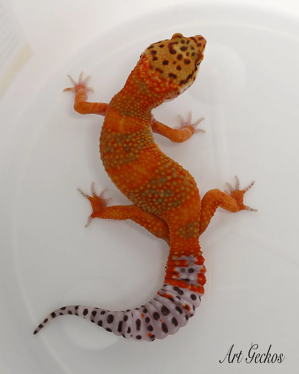 Geckos For Sale — Art Geckos