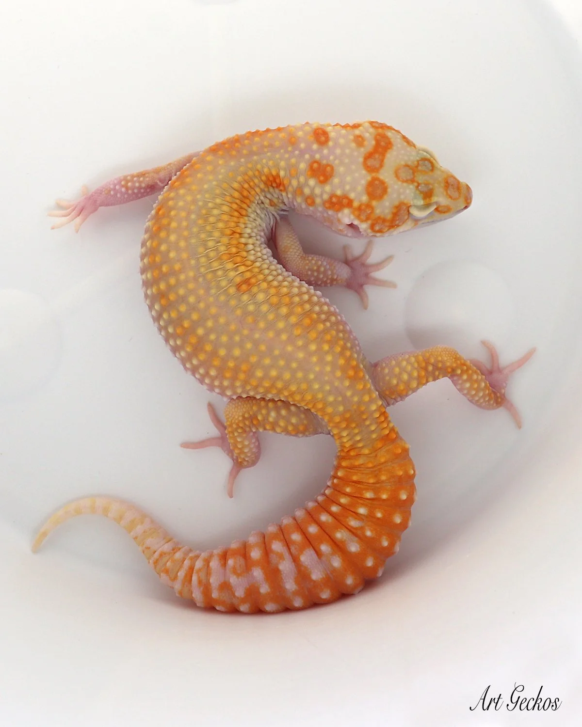Geckos For Sale — Art Geckos