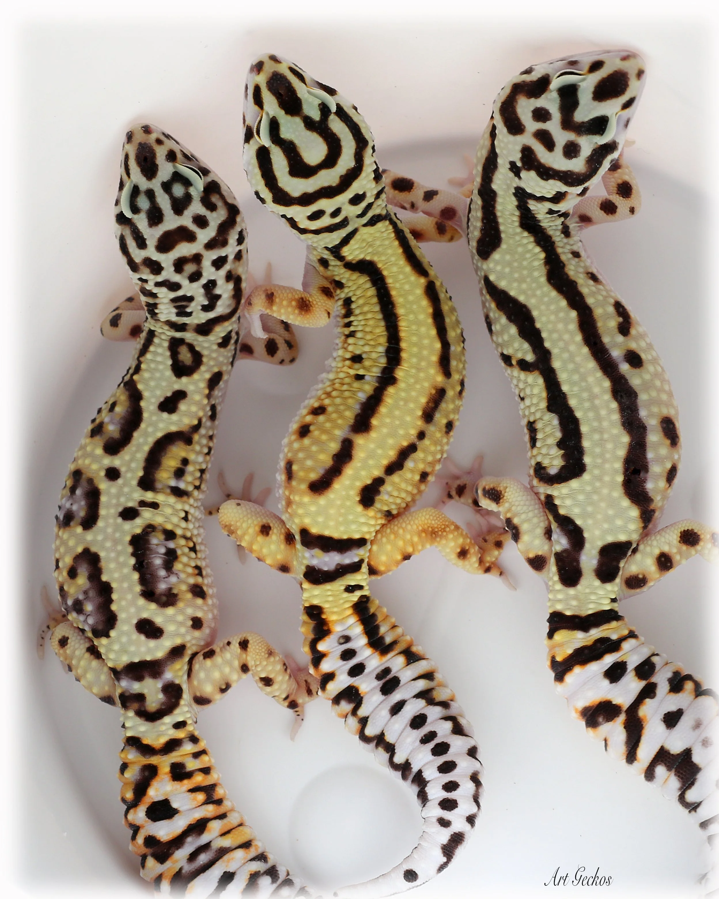 Geckos For Sale — Art Geckos