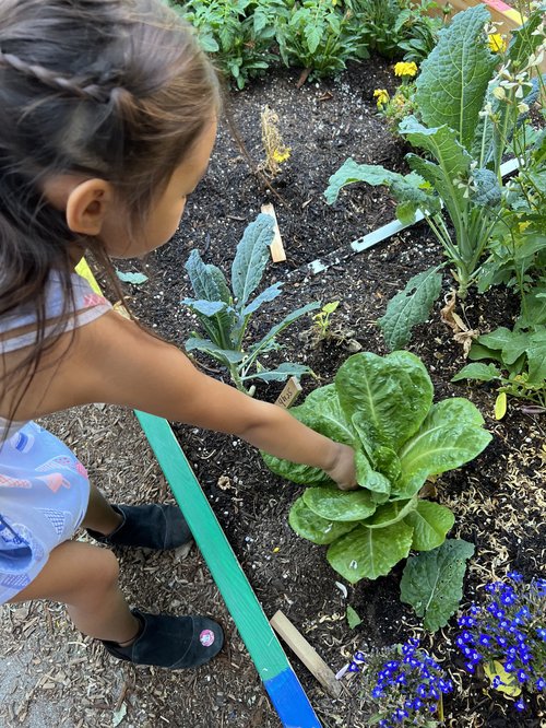 Project and Curriculum Ideas for Young Children — ECPBL