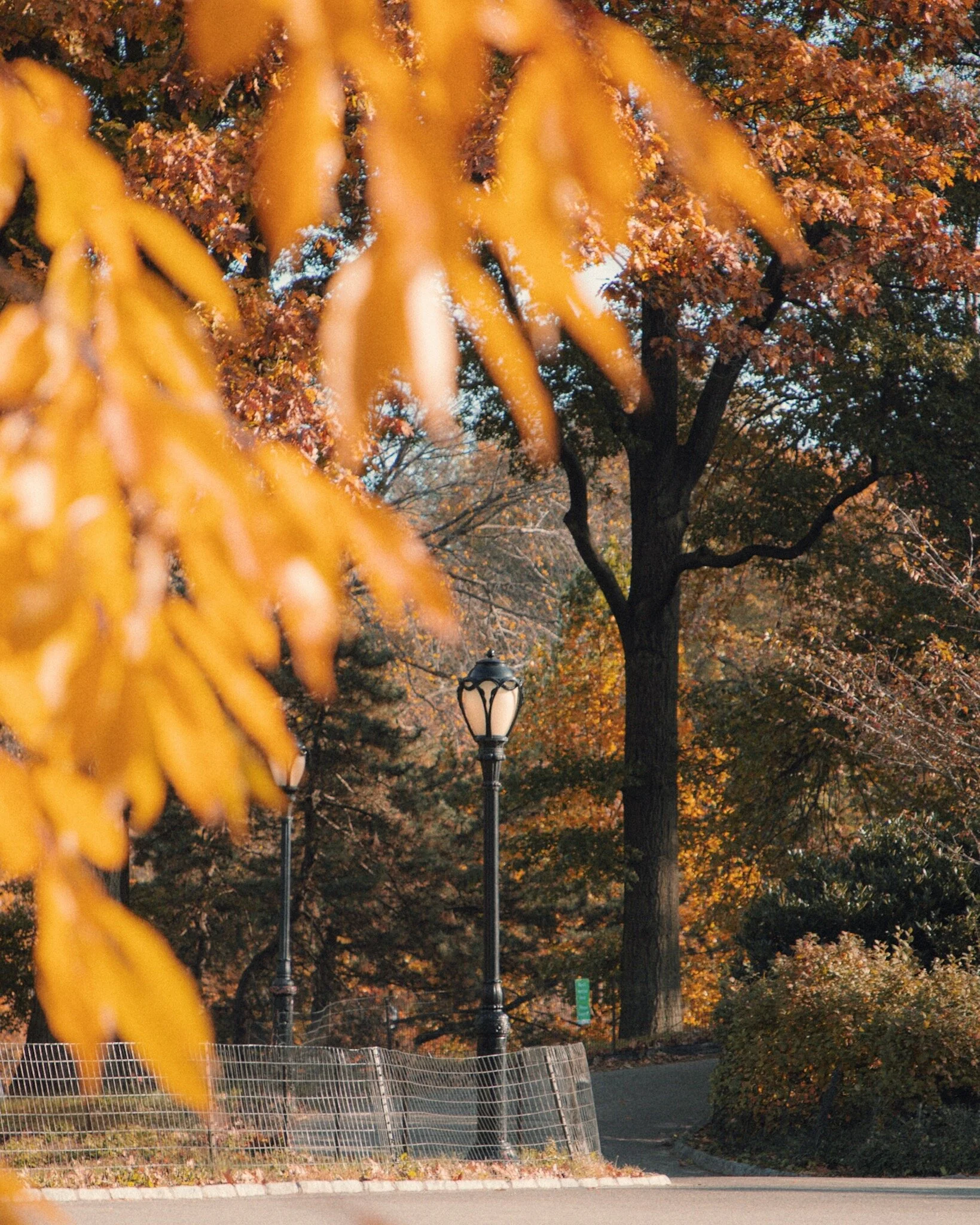 3 Places to Find Fall Foliage in NYC — NiftyFiftyTraveler